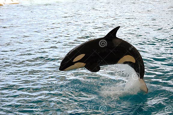 Killer whale jumping stock image. Image of killer, entertainment - 2258311