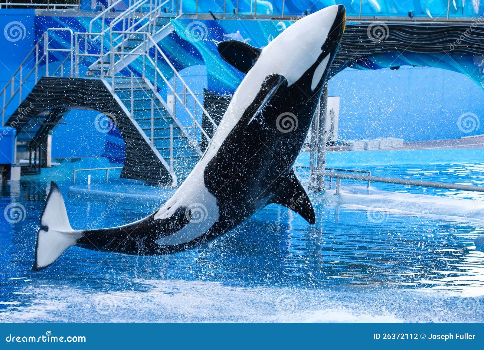 Killer Whale jumping stock photo. Image of blue, flip - 26372112