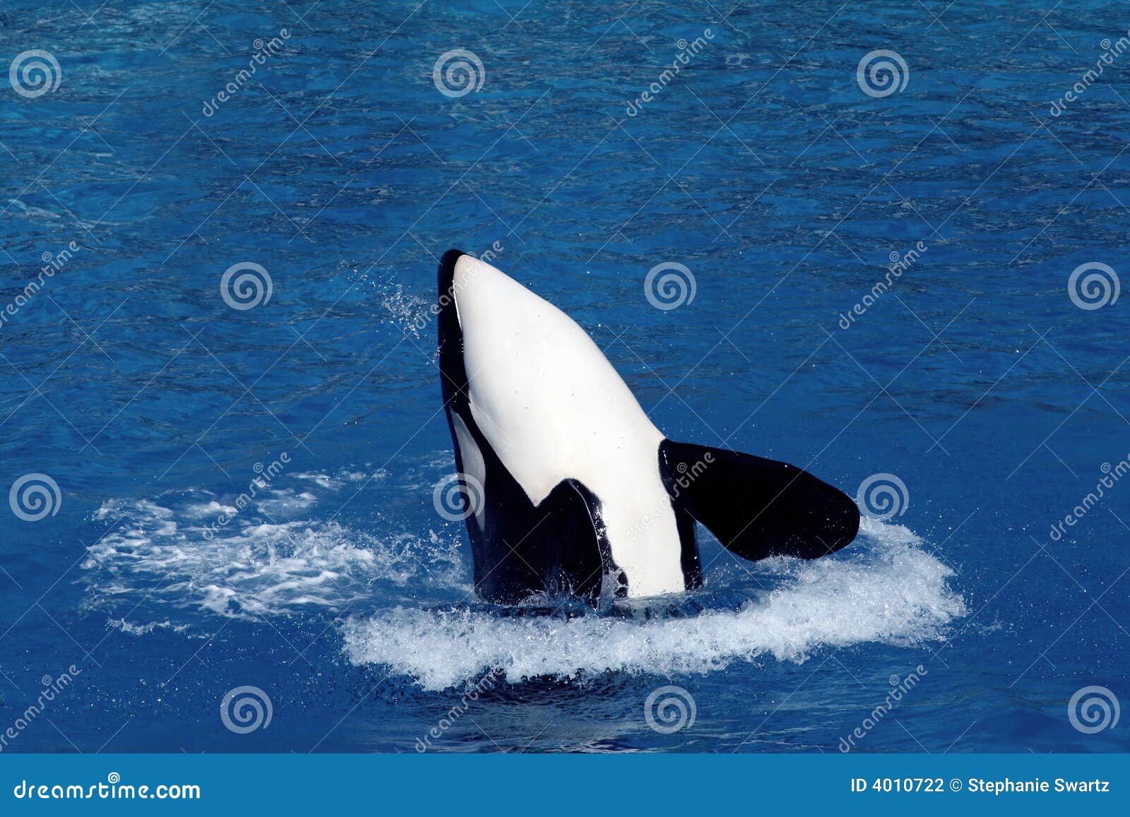 Killer whale jumping stock photo. Image of animal, nature - 4010722