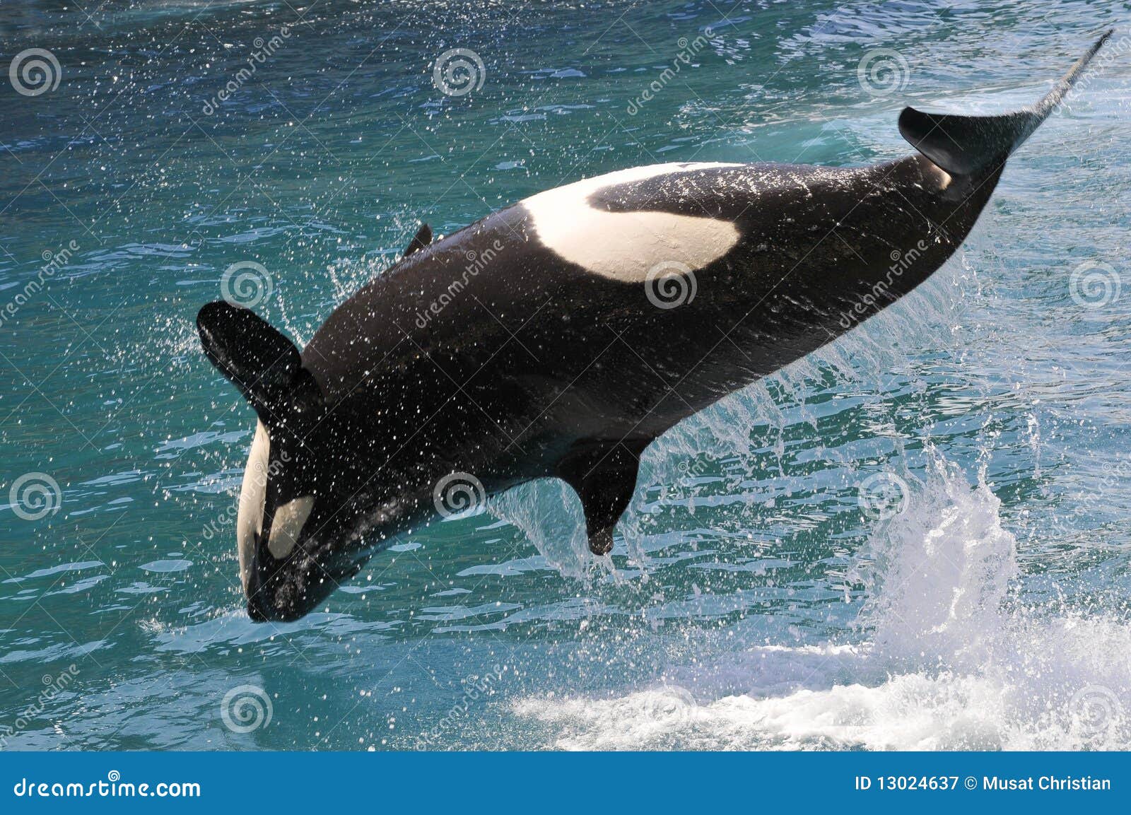 Killer Whale Jumping Out of Water Stock Image - Image of blackfish ...