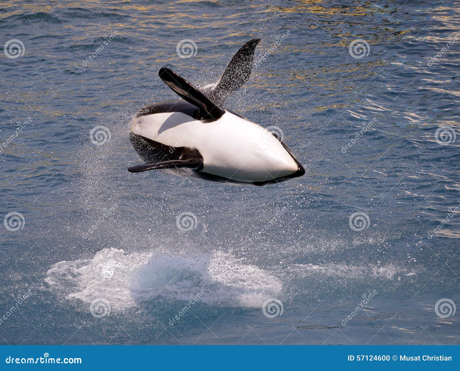 Killer Whale Jumping Out of Water Stock Photo - Image of skin ...