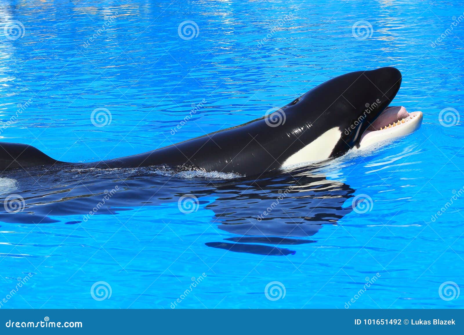 Killer whale stock photo. Image of orca, wildlife, life - 101651492