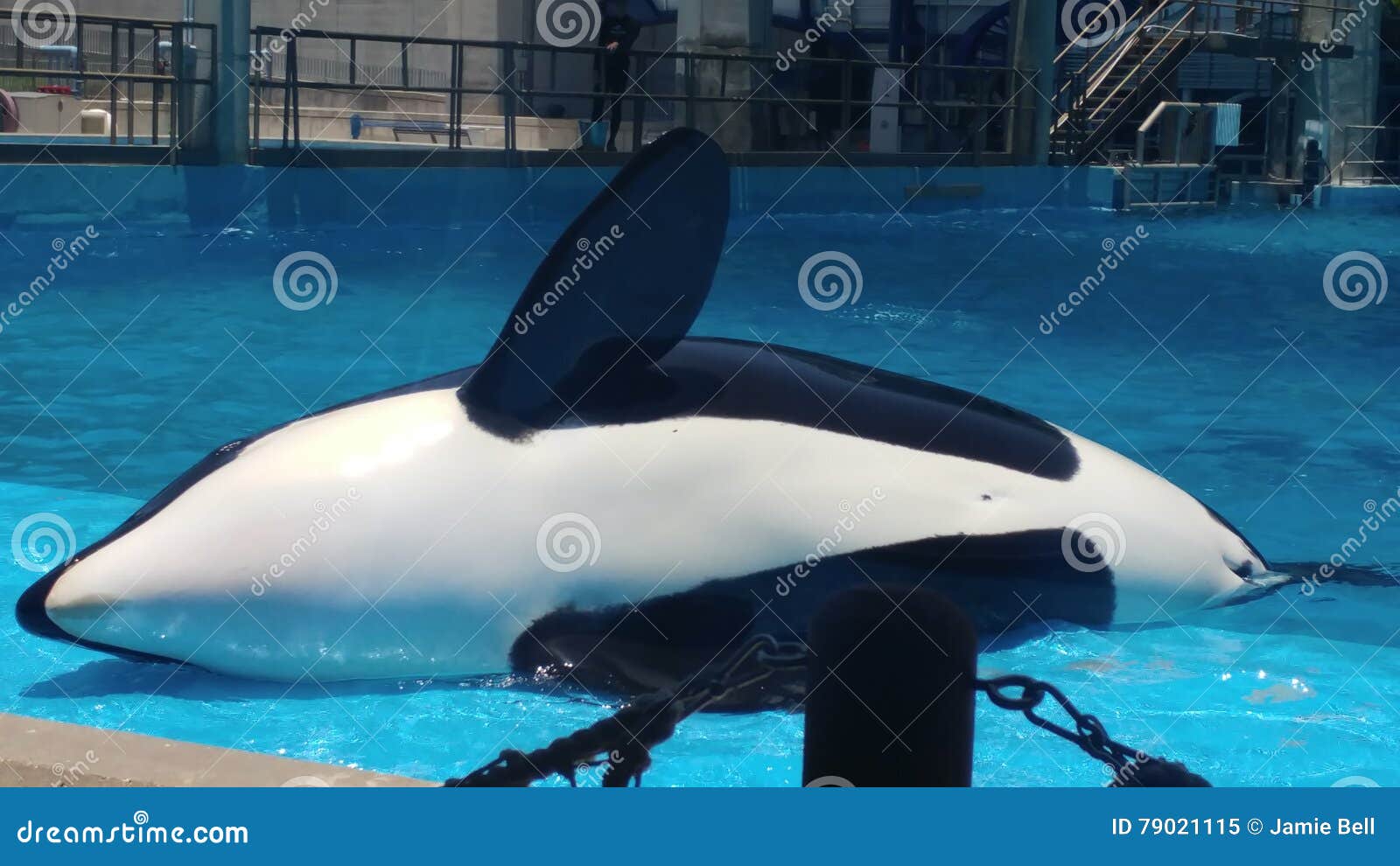 Killer a Whale Laying on Side Orca Editorial Image - Image of orca ...