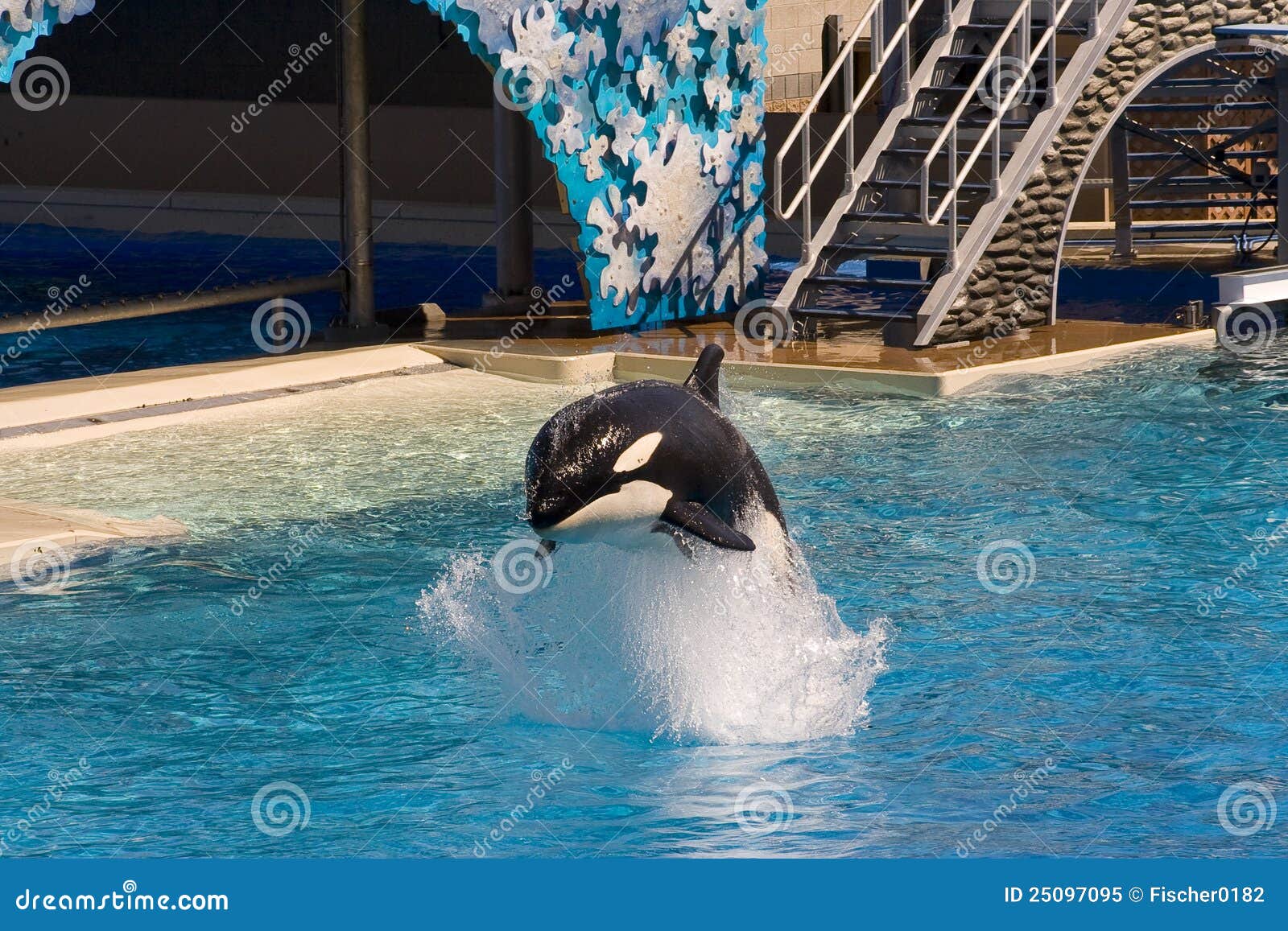 Killer Whale (Orcinus Orca) Stock Image - Image of mammal, white: 25097095