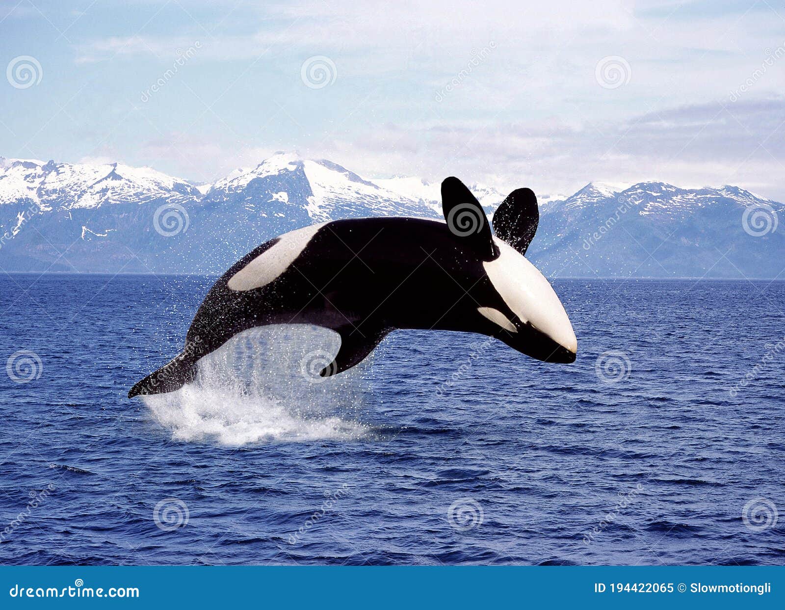 Adult Whale Gracefully Swims Alongside Its Adorable Baby, Creating A ...