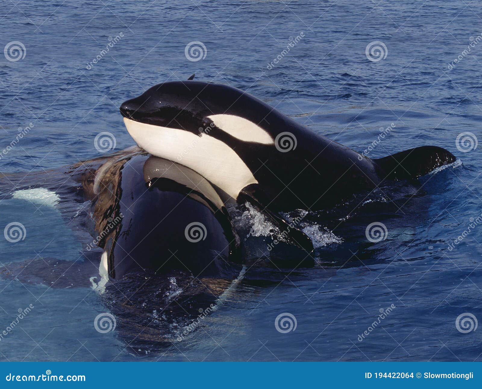 KILLER WHALE Orcinus Orca, ADULT STANDING at SURFACE Stock Photo ...