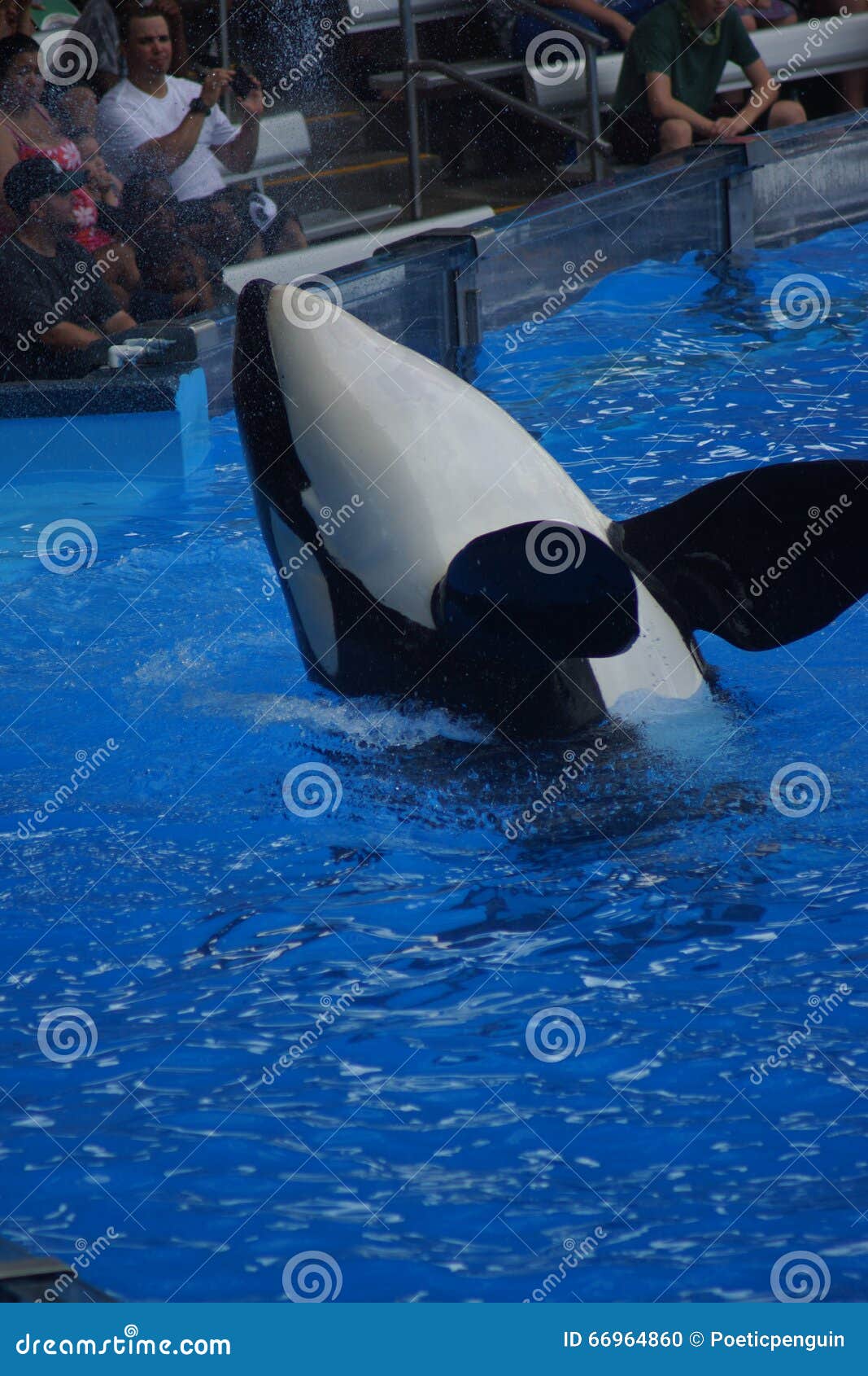 Killer Whale - Orcinus Orca Editorial Image - Image of chordata ...