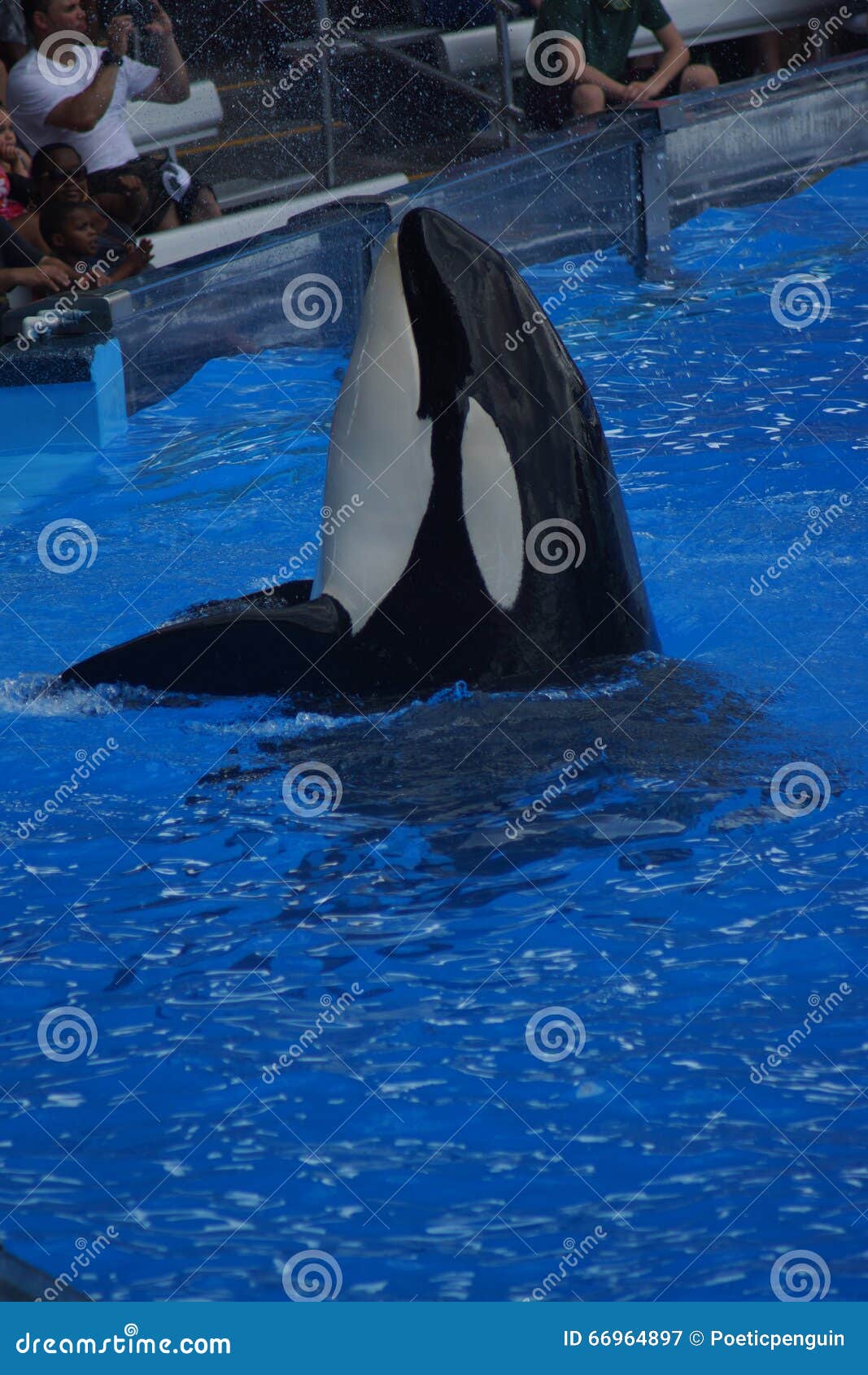 Killer Whale - Orcinus Orca Editorial Photography - Image of captive ...