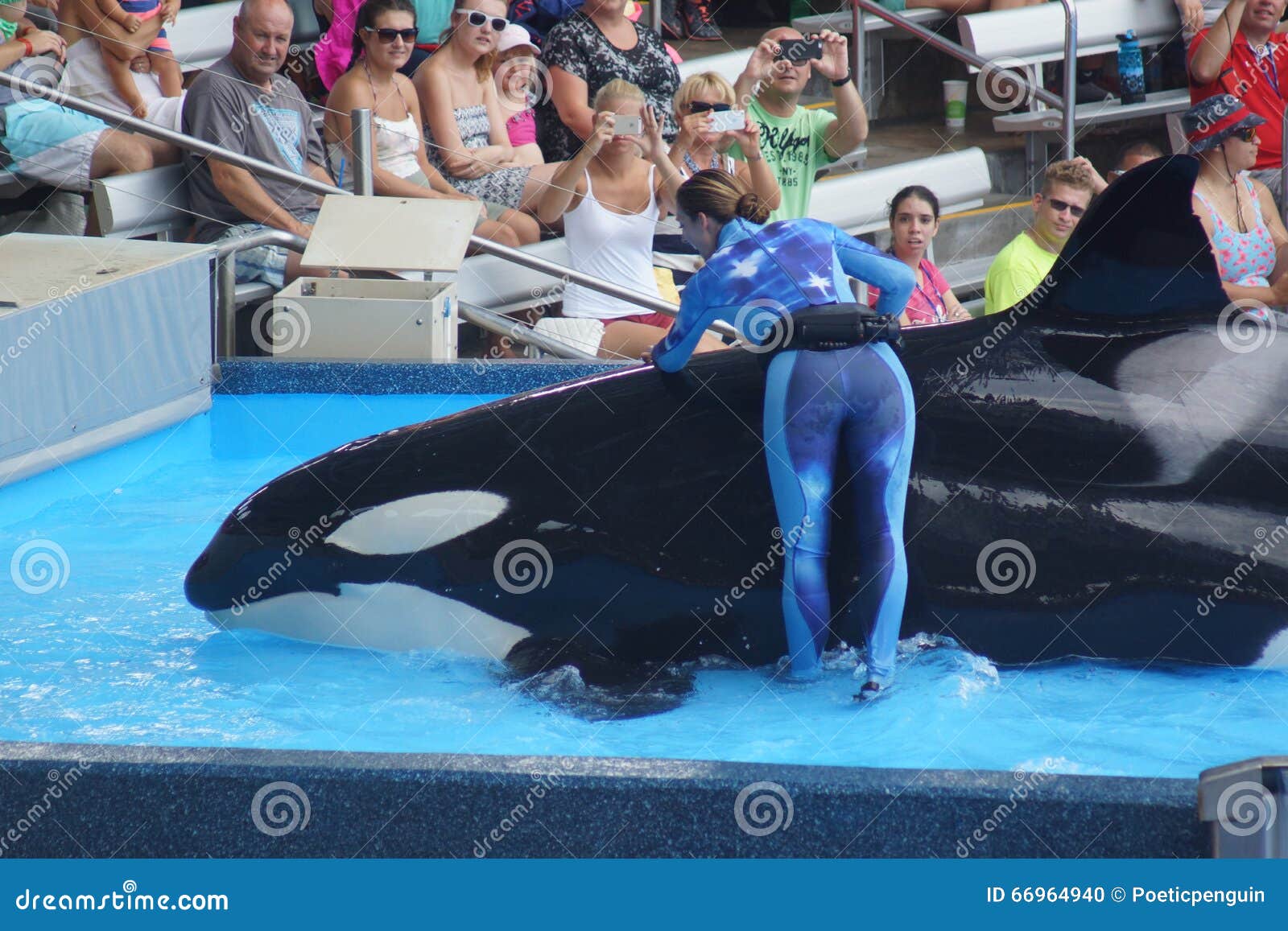 Killer Whale - Orcinus Orca Editorial Image - Image of creature ...