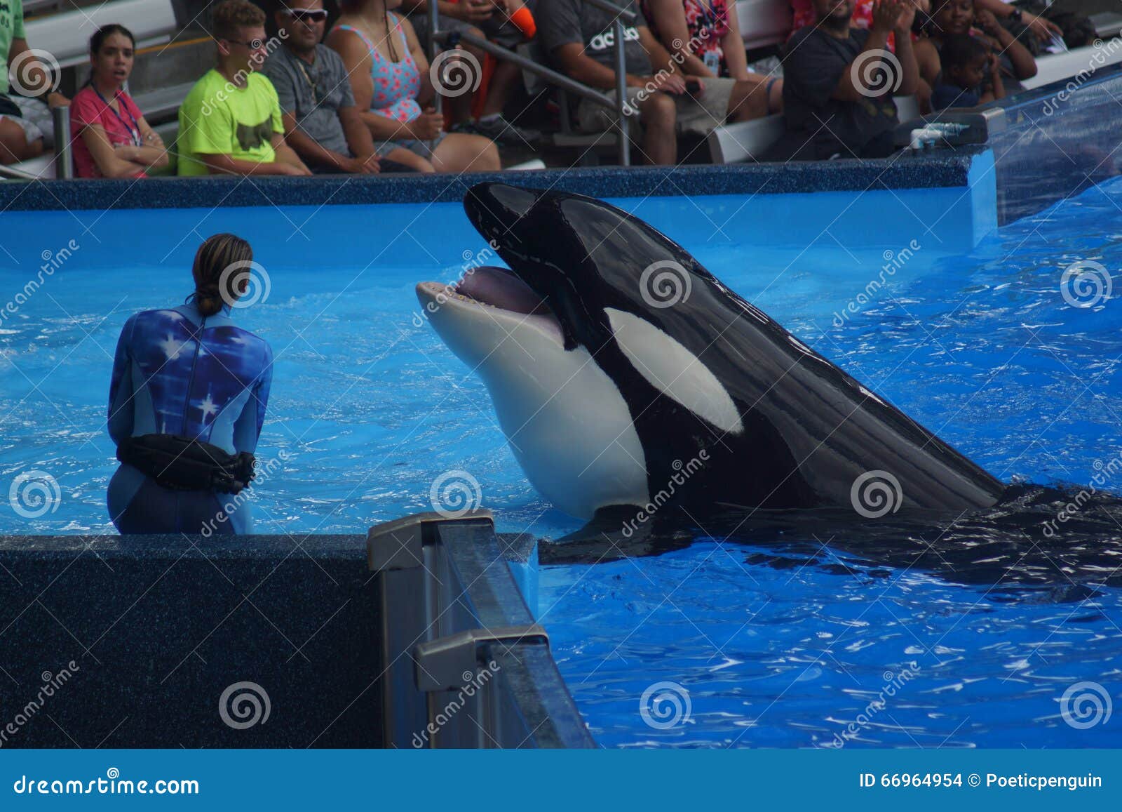 Killer Whale - Orcinus Orca Editorial Stock Image - Image of dolphin ...