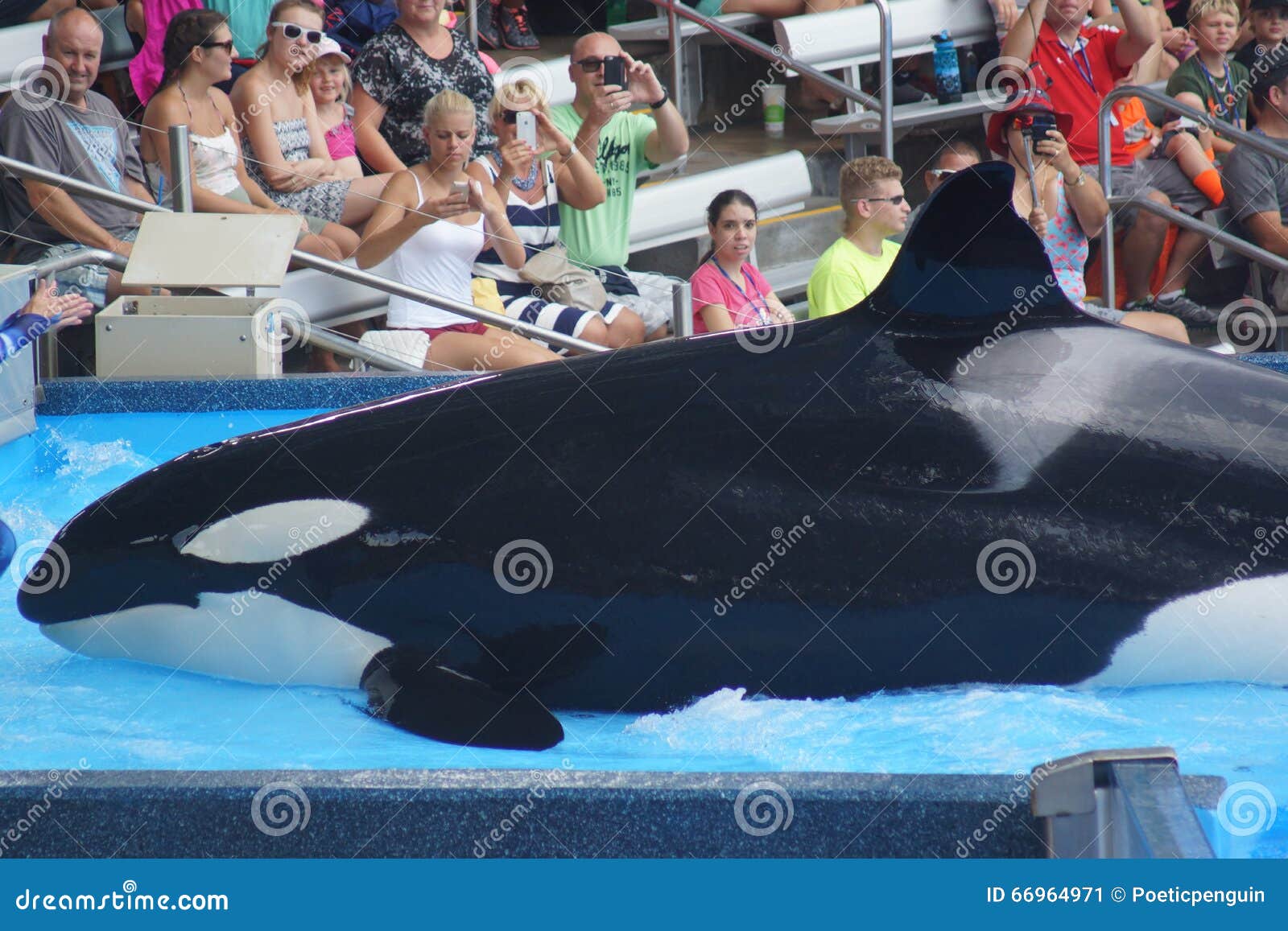 Killer Whale - Orcinus Orca Editorial Photo - Image of blackfish, large ...