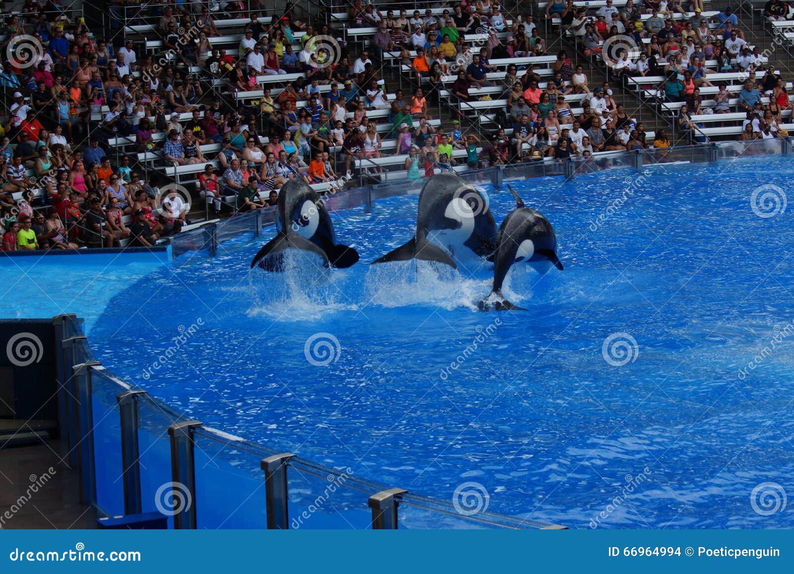Killer Whale - Orcinus Orca Editorial Stock Image - Image of mammalia ...