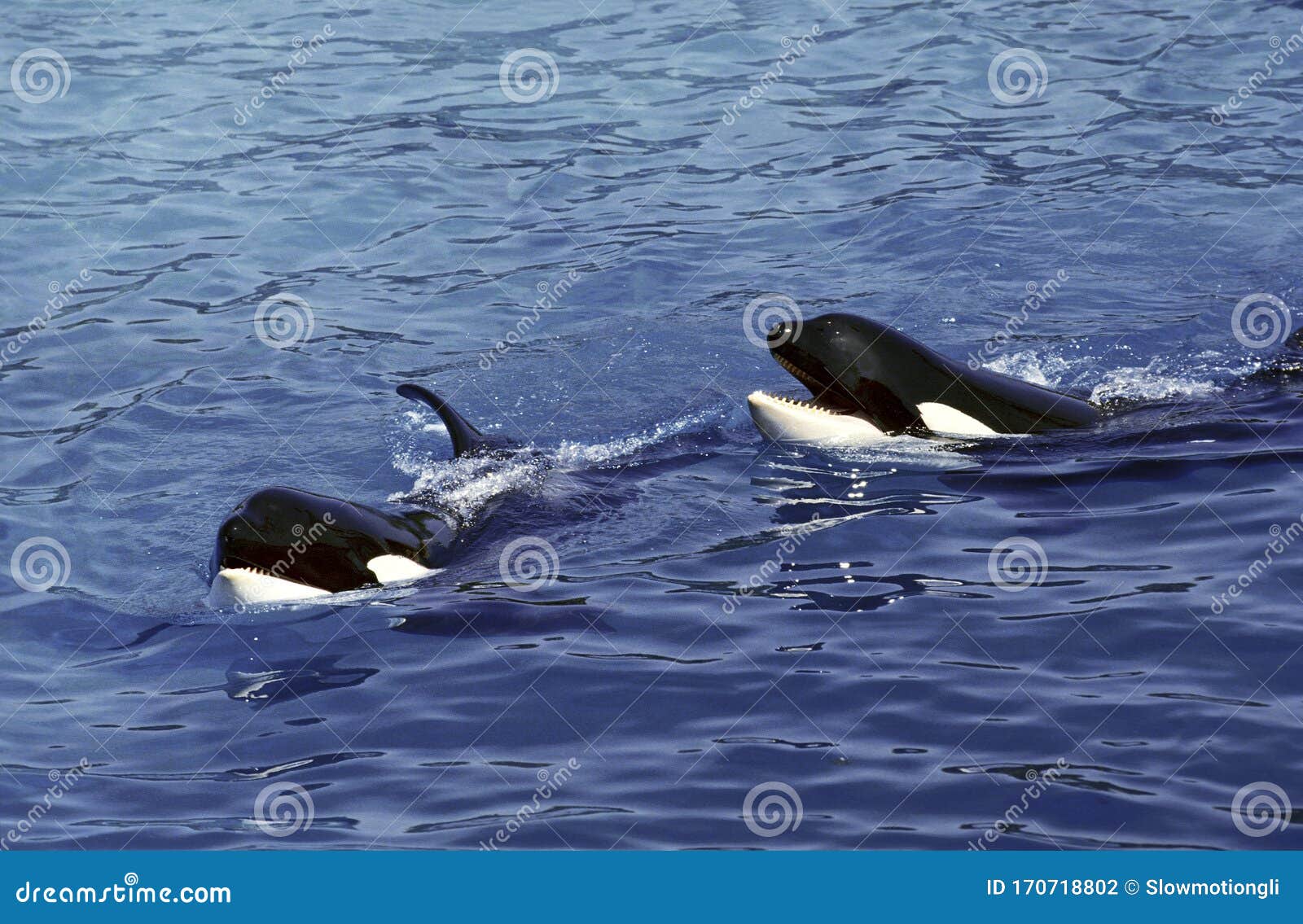 ORQUE EPAULARD Orcinus Orca Stock Photo - Image of orca, adult: 170718802