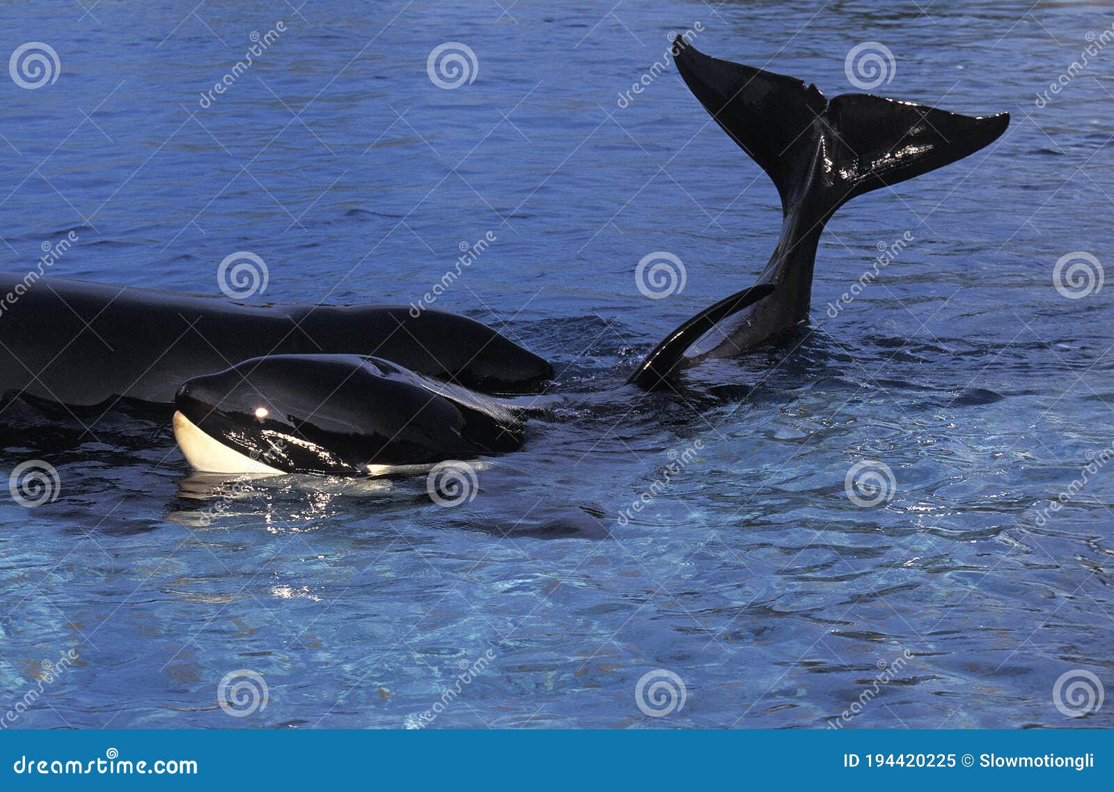 KILLER WHALE Orcinus Orca, HEAD and TAIL at SURFACE Stock Image - Image ...