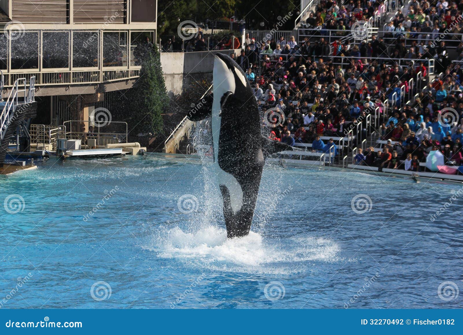 Killer Whale (Orcinus Orca) Editorial Photography - Image of park ...