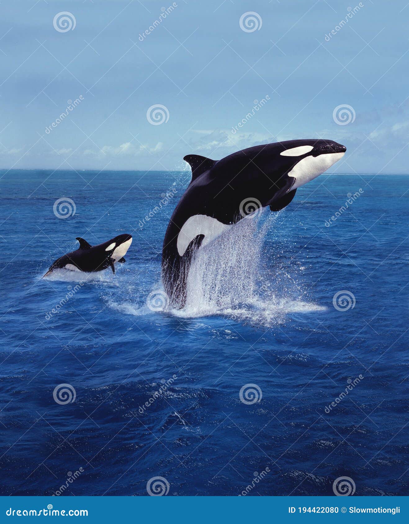 KILLER WHALE Orcinus Orca, MOTHER and CALF LEAPING Stock Photo - Image ...