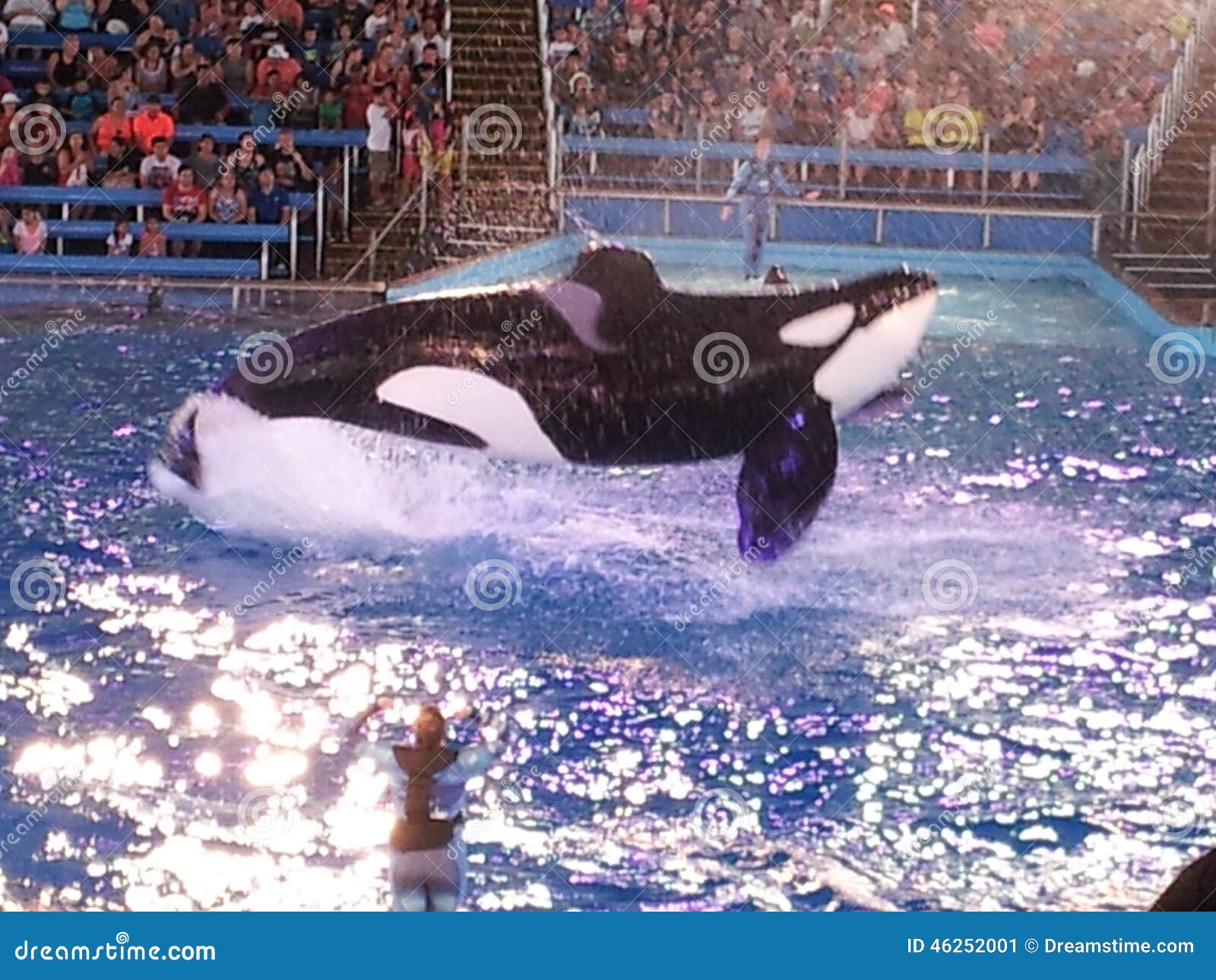 Killer Whale editorial photo. Image of action, whale - 46252001