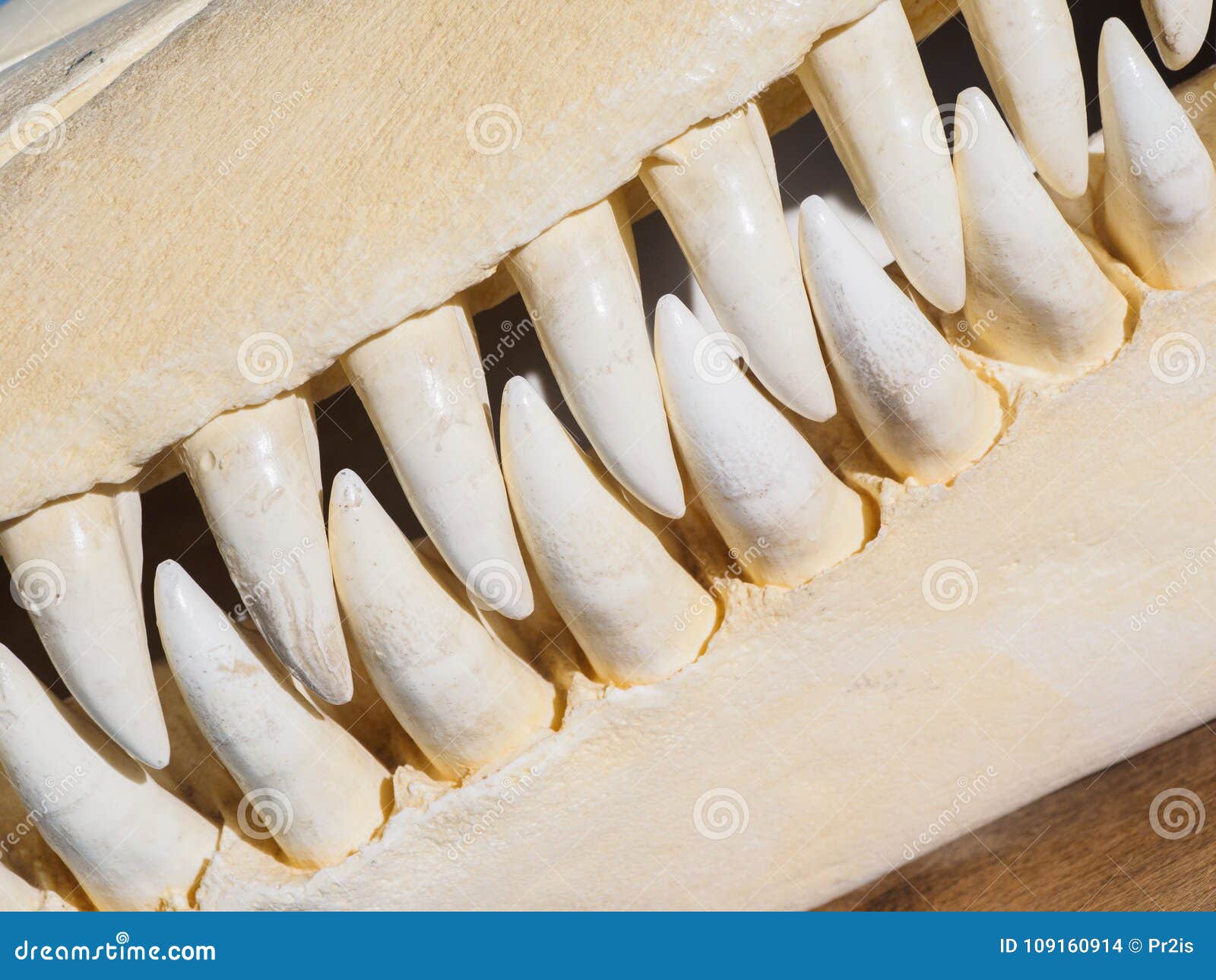Killer whale skull stock photo. Image of dangerous, blackfish - 109160914
