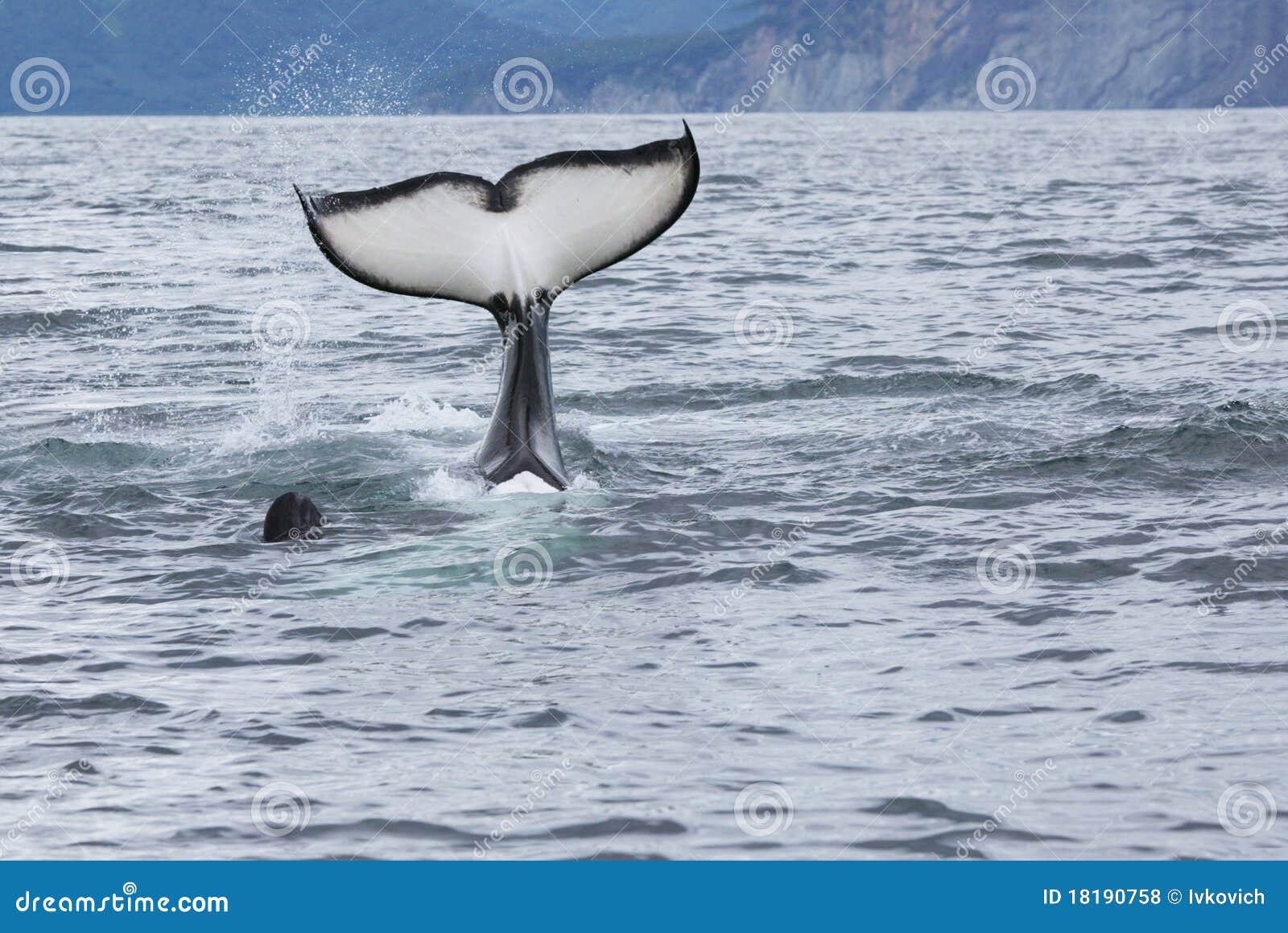 Killer whale tail stock photo. Image of wildlife, water - 18190758