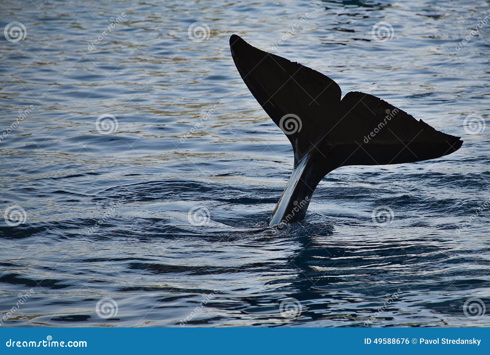 Killer whale tail stock photo. Image of animal, mammal - 49588676