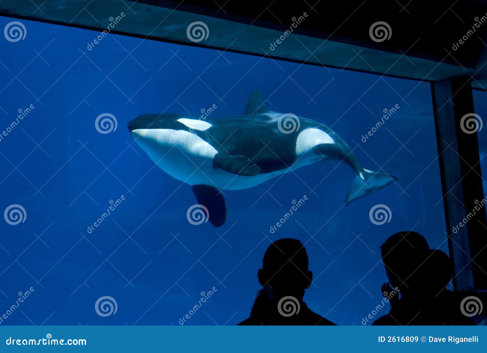 135 Killer Whale Tank Photos - Free & Royalty-Free Stock Photos from ...