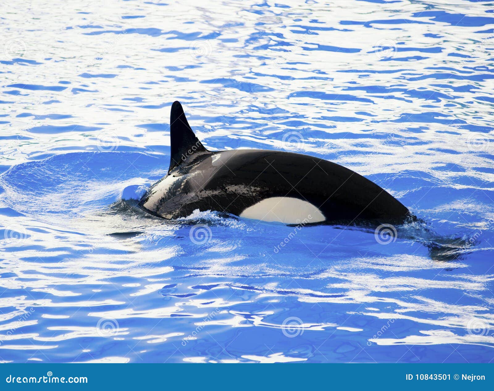 Killer whale in the water stock image. Image of splash - 10843501