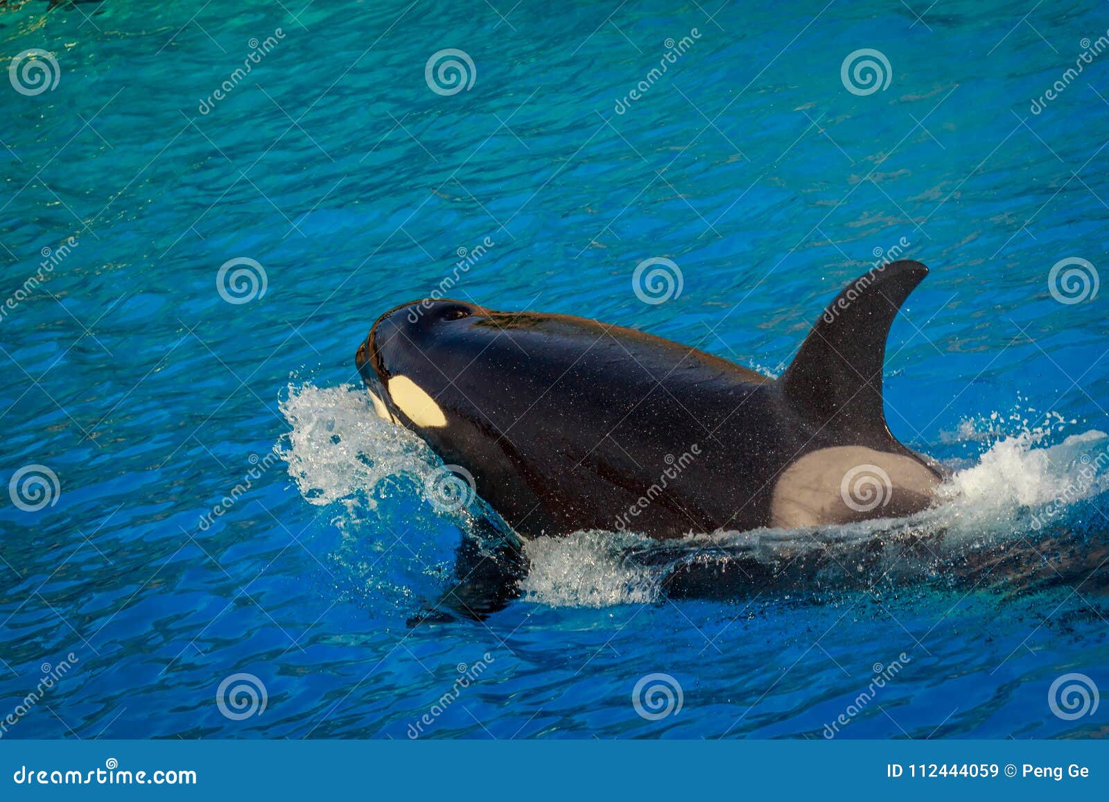 Killer Whale in water stock image. Image of mammals - 112444059