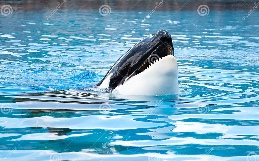 Killer Whales stock photo. Image of pool, trick, beautiful - 15024868