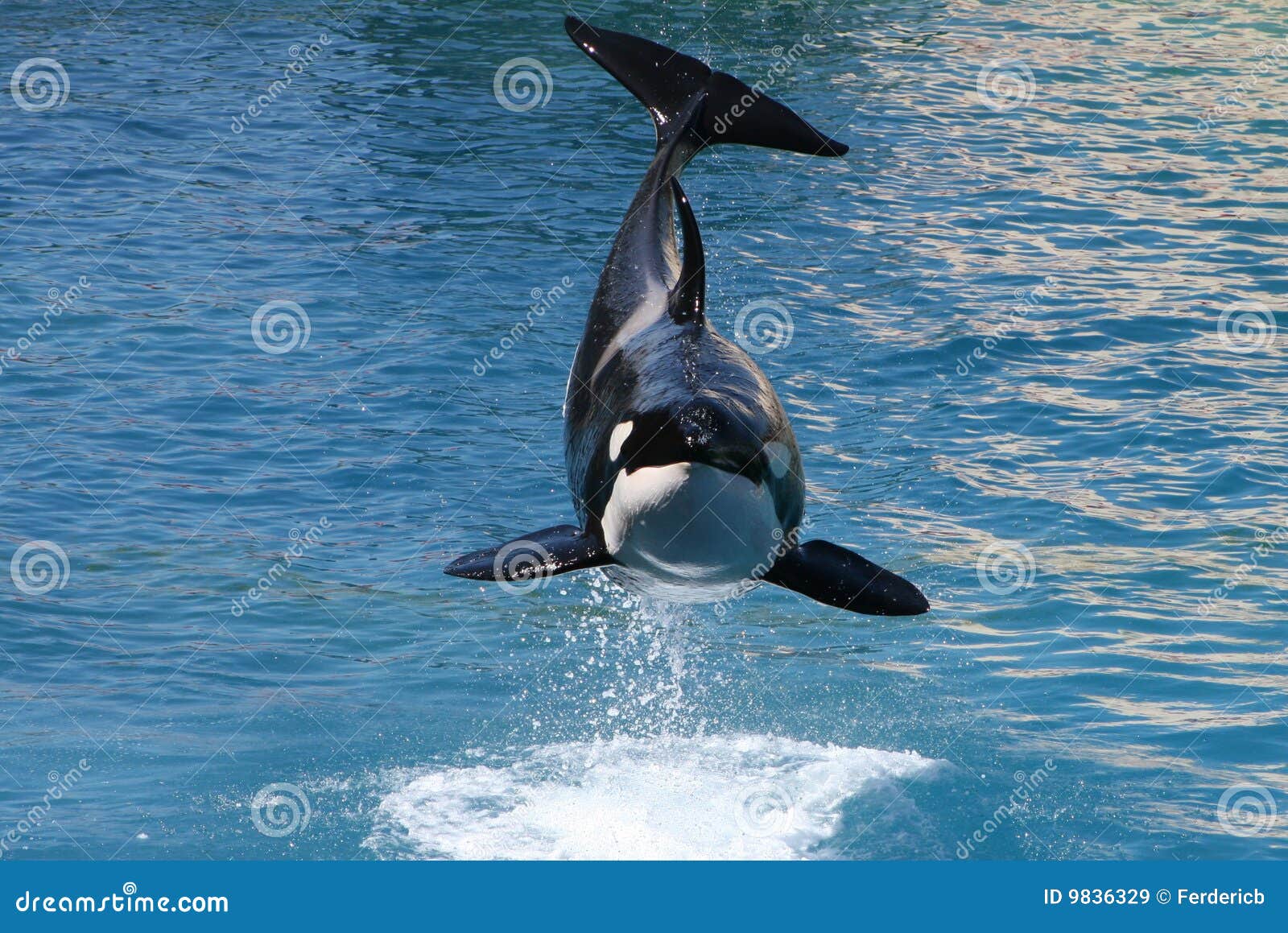 Killer whales stock image. Image of predator, killer, white - 9836329
