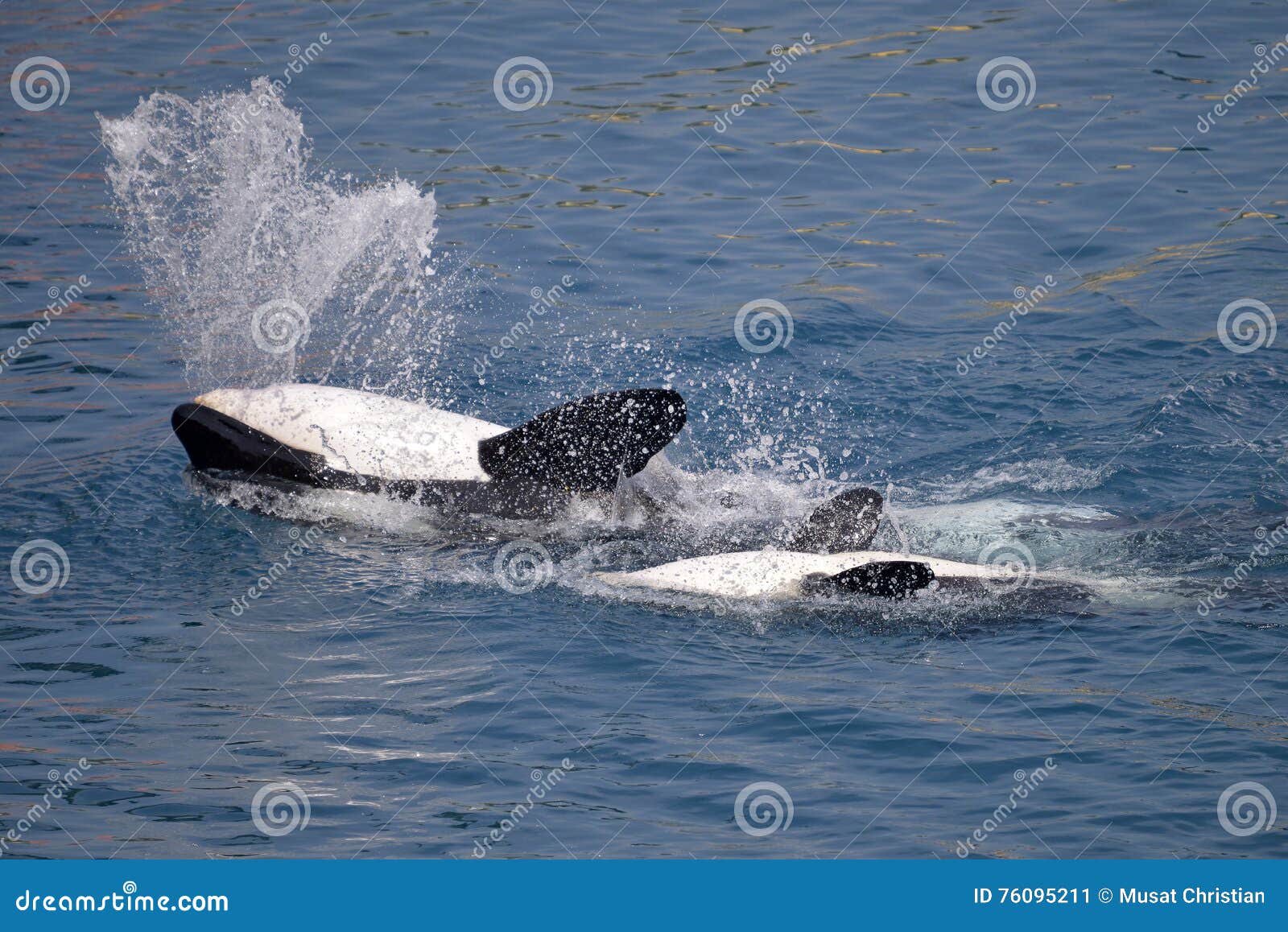 Killer whales on the back stock image. Image of marine - 76095211