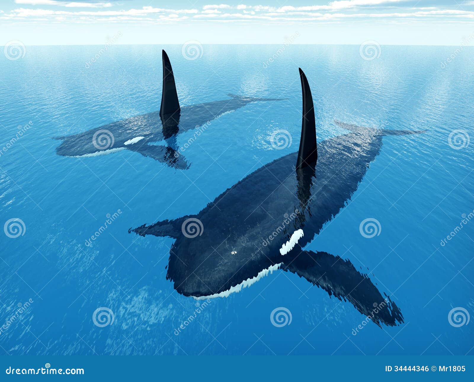 Killer Whales stock illustration. Illustration of watching - 34444346