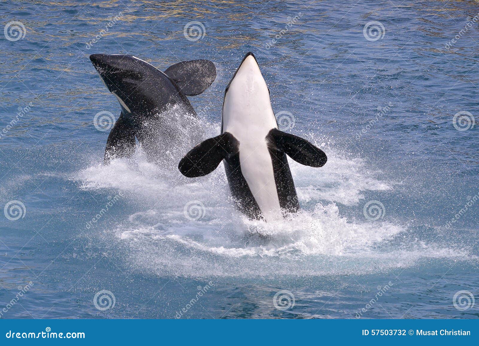 Killer Whales Jumping Out of Water Stock Photo - Image of ocean ...