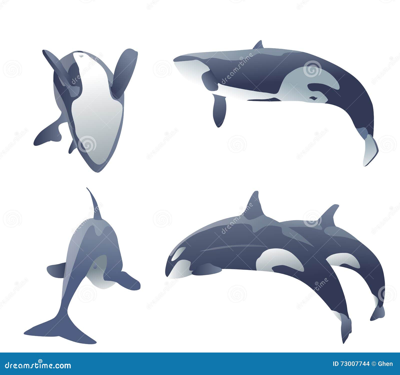 Killer whales jumping stock vector. Illustration of smiling - 73007744