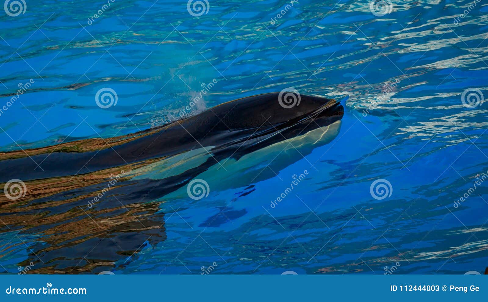 Killer Whale in water stock image. Image of killer, vertebrates - 112444003