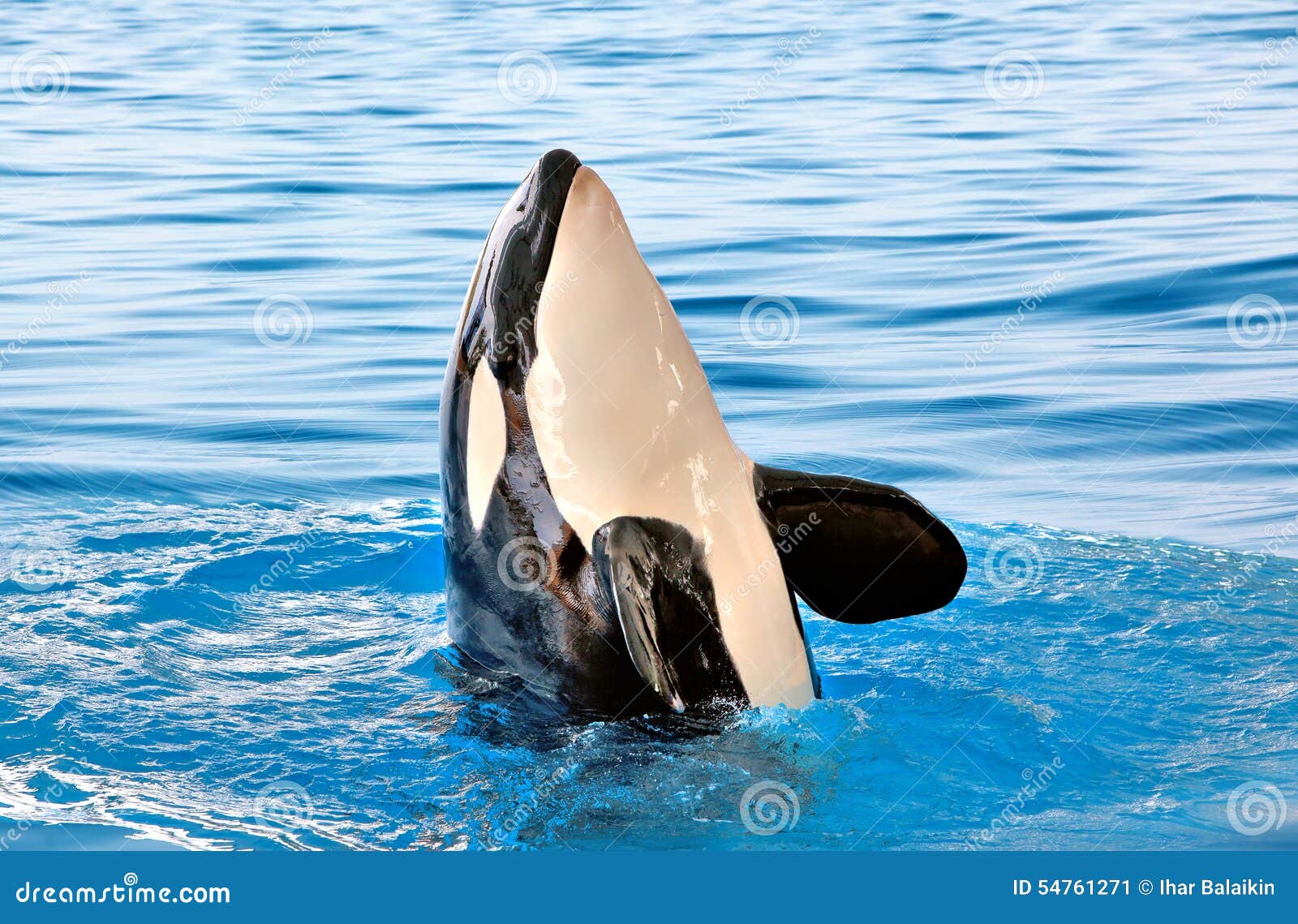 Killerwal, Der Vom Wasser Herausspringt (Orcinusschwertwal) Stockbild ...