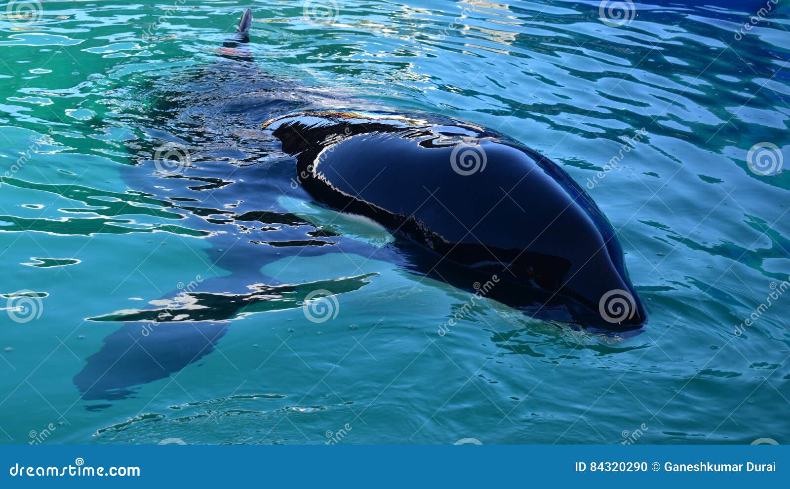 Killerwal, Der Vom Wasser Herausspringt (Orcinusschwertwal) Stockfoto ...