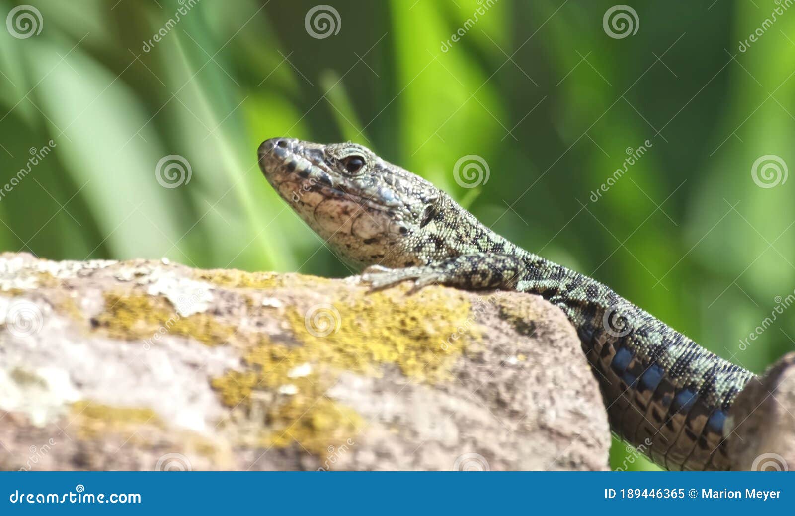 Killespark Stuttgart in Germany - Closeup of Wall Lizards on the Cliffs ...