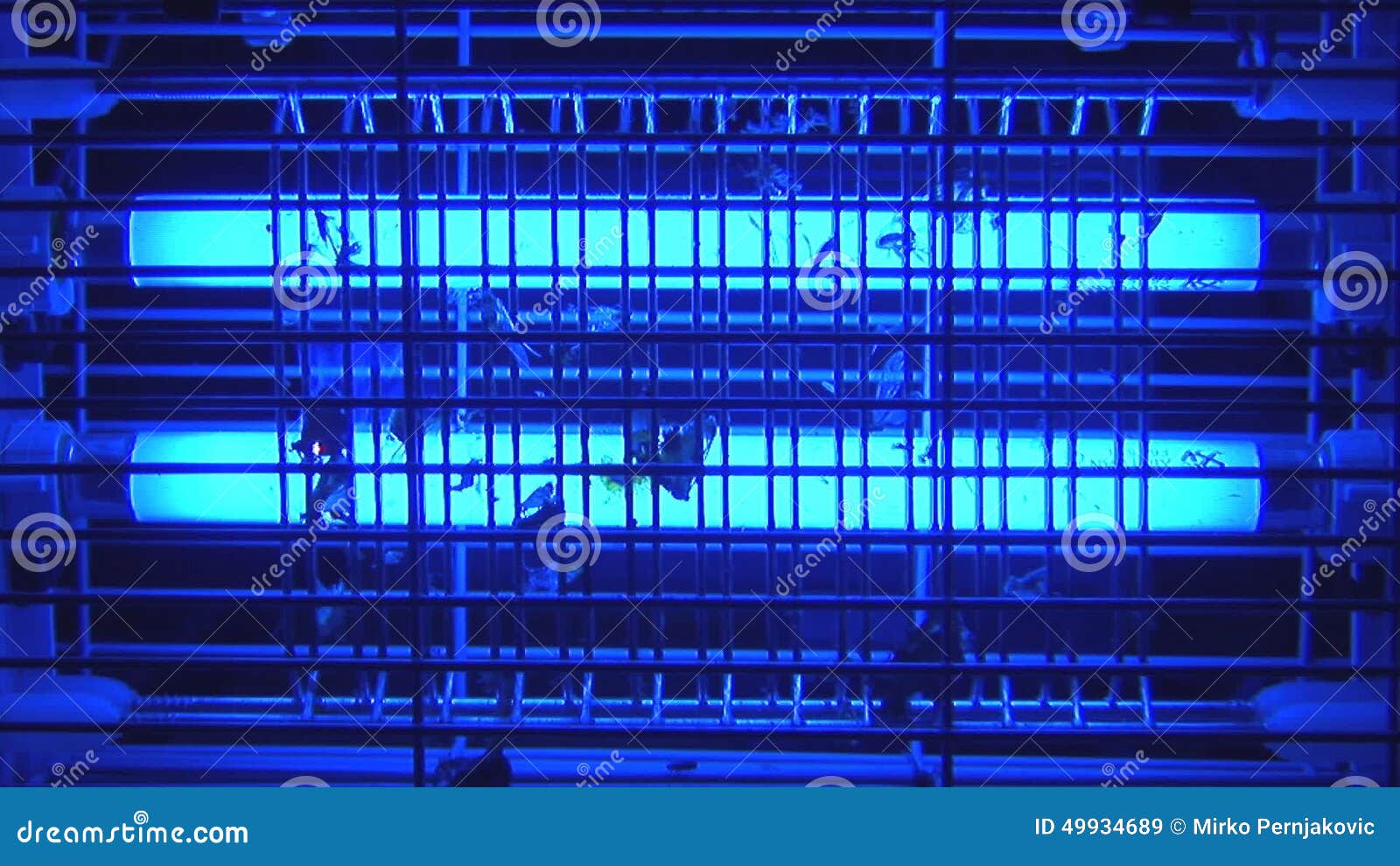 Killing Bugs stock video. Video of current, beetle, electric - 49934689