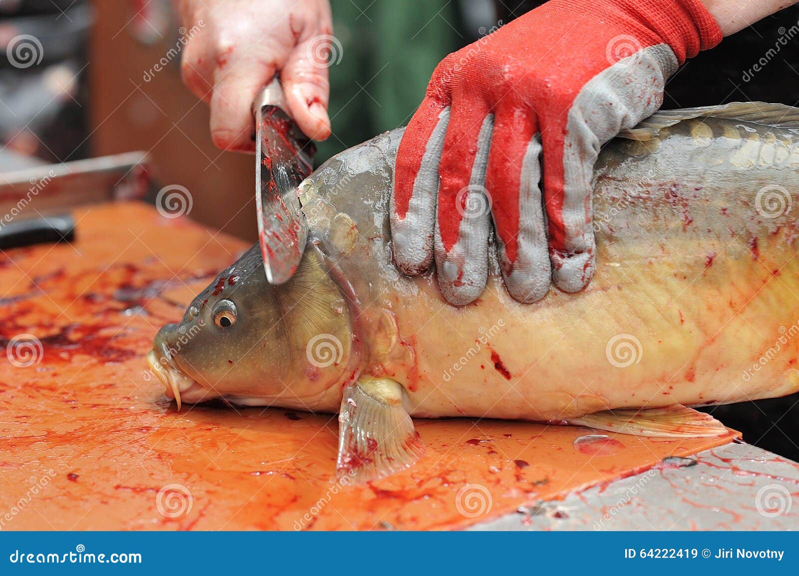 Killing fish stock image. Image of killing, farming, carp - 64222419