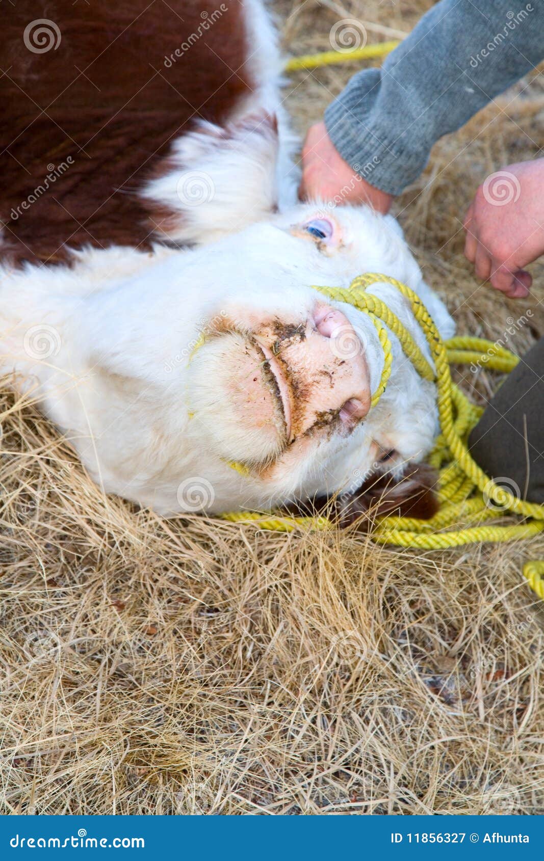 Killing cows stock image. Image of brutality, skin, land - 11856327