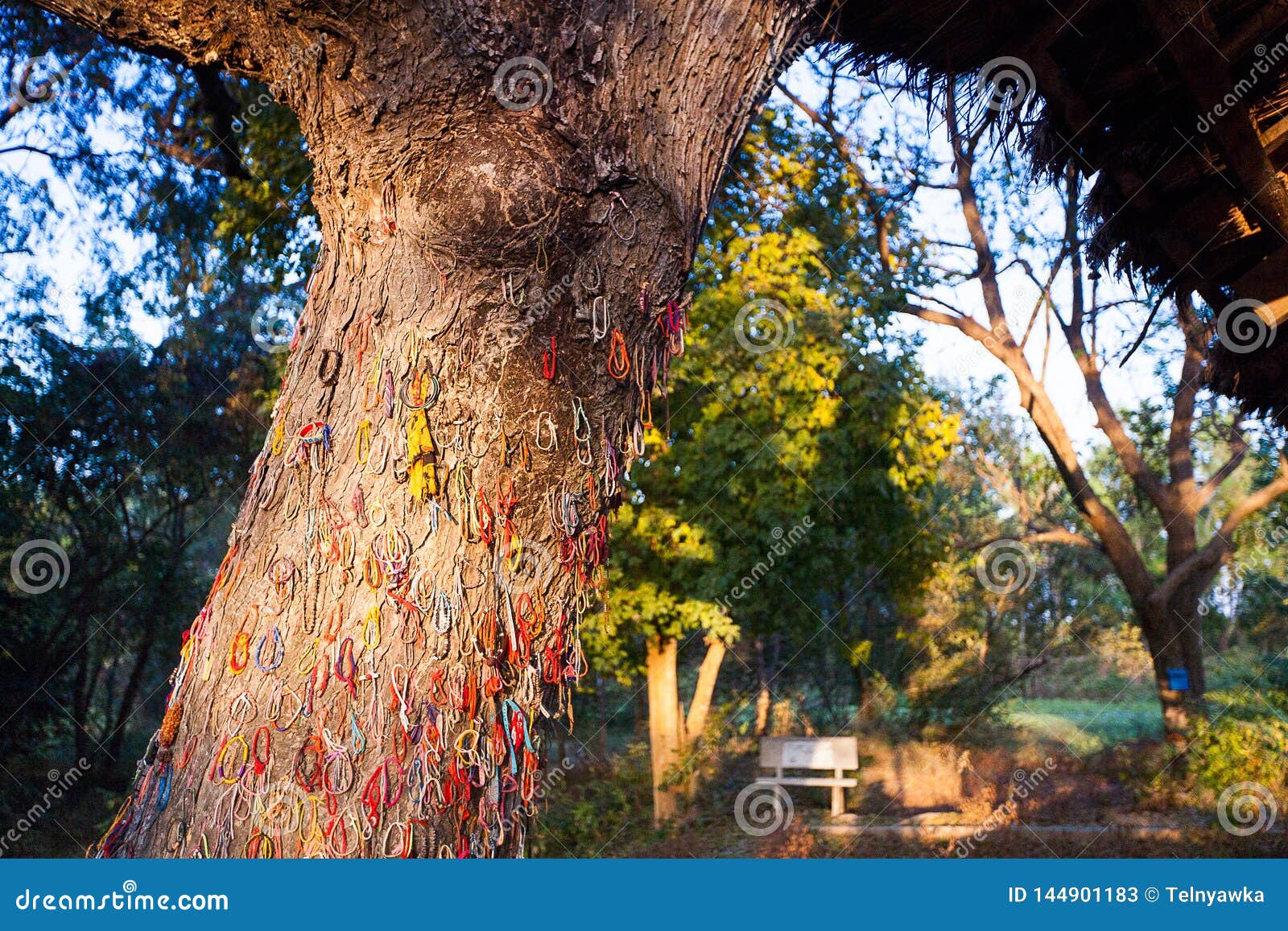 Killing Tree Phnom Penh Cambodia Khmer Rouge Pol Pot Royalty-Free Stock ...