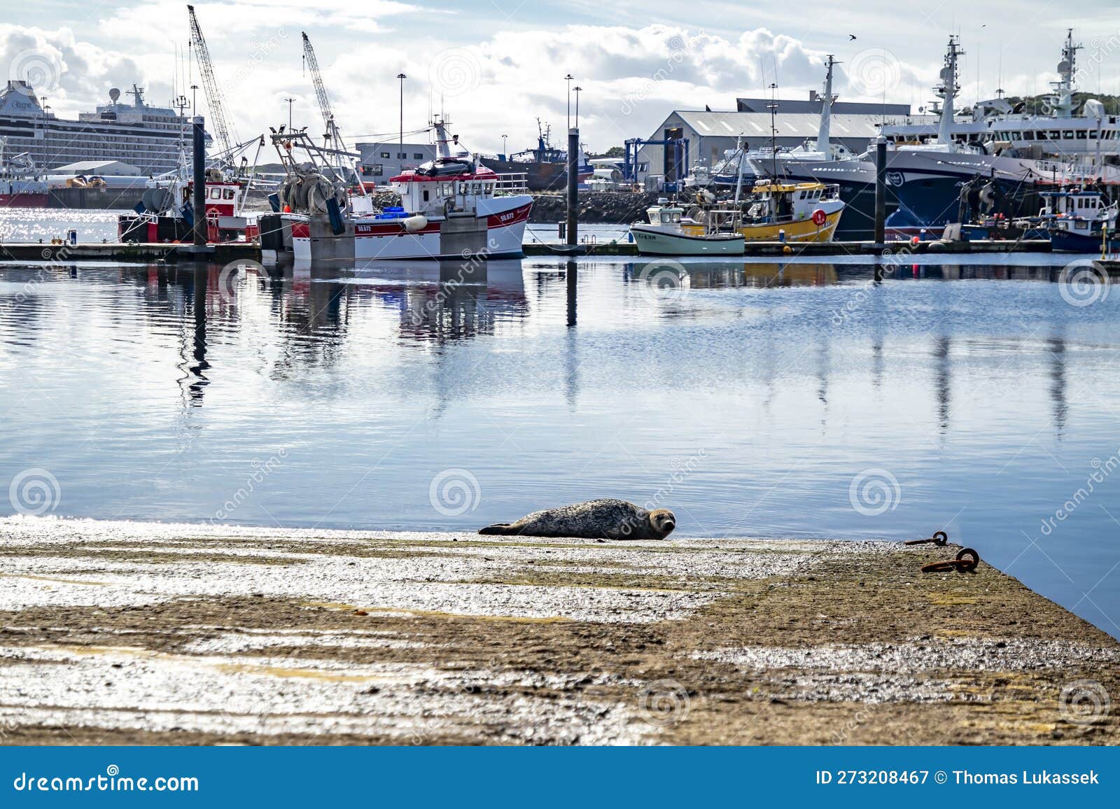 Killybegs, Ireland - September 24 2022 : Seal Resting on Pier in the ...