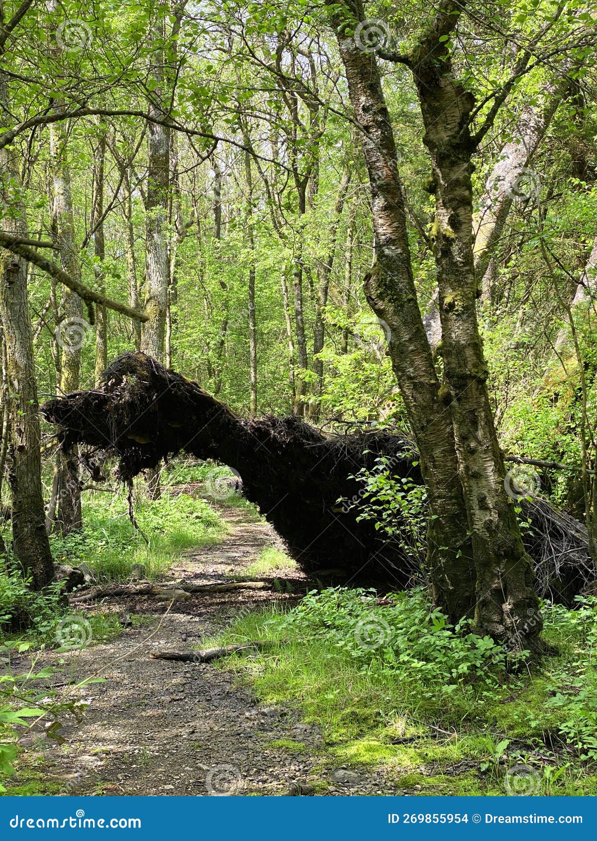Killykeen forest park stock photo. Image of ireland - 269855954