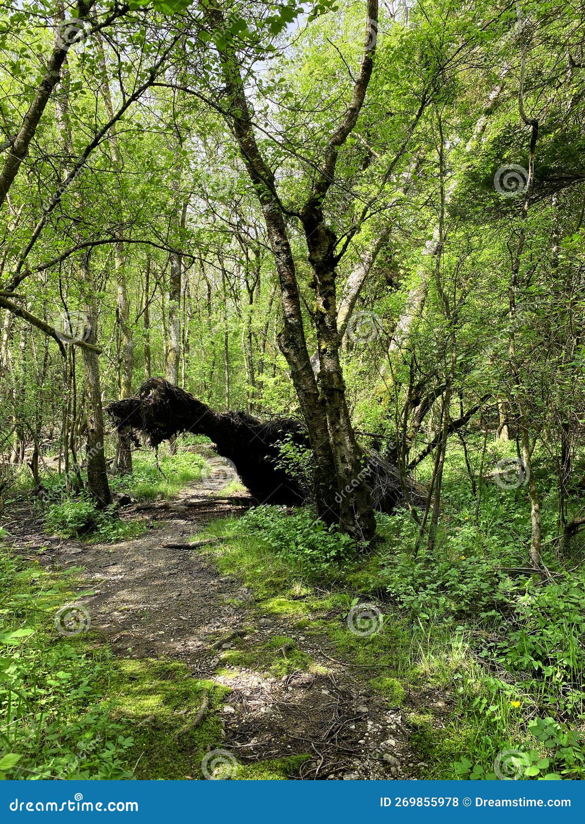 Killykeen forest park stock photo. Image of landscape - 269855978