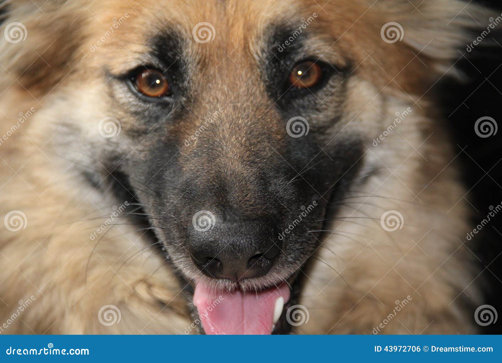 KIM German Shepherd stock photo. Image of love, german - 43972706