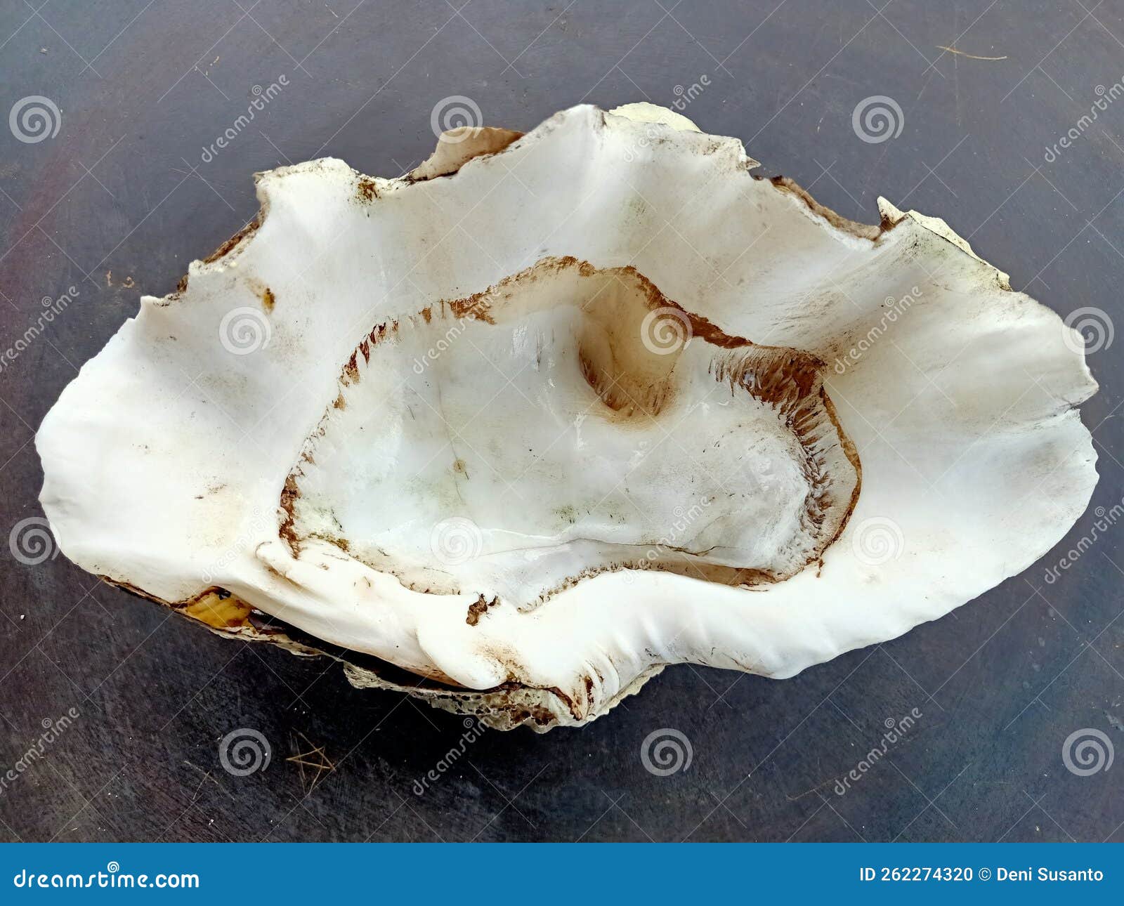 Kima Type Sea Shells Seen from the Inside Stock Photo - Image of food ...