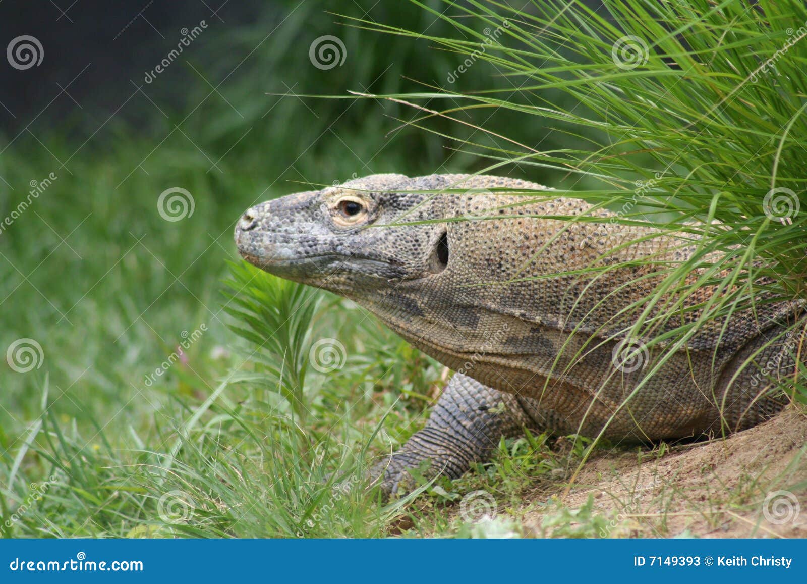 Kimono dragon stock image. Image of kimono, wildlife, reptile - 7149393