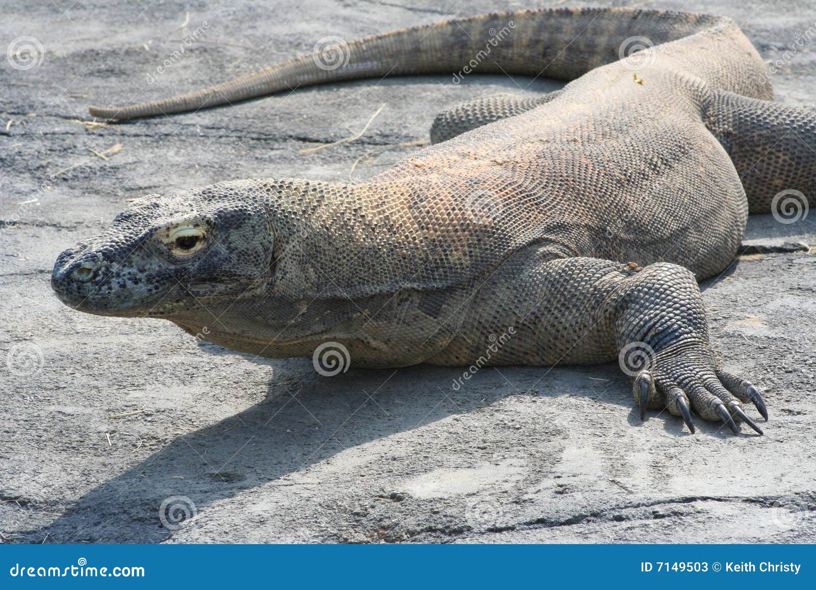 Kimono dragon stock image. Image of wild, seals, outdoors - 7149503