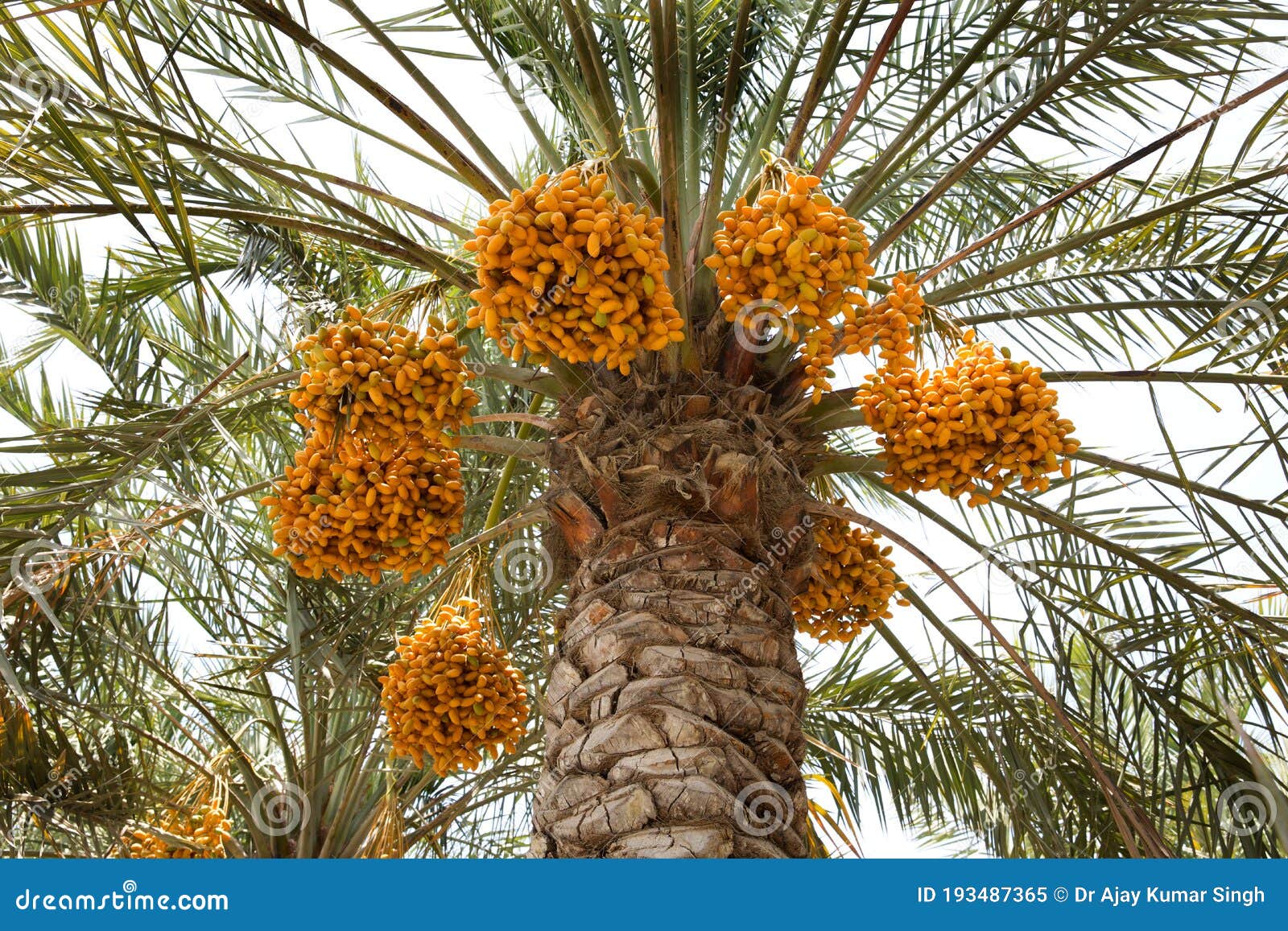 Kimri Dates Clusters on Tree Stock Image - Image of gulf, dactylifera ...