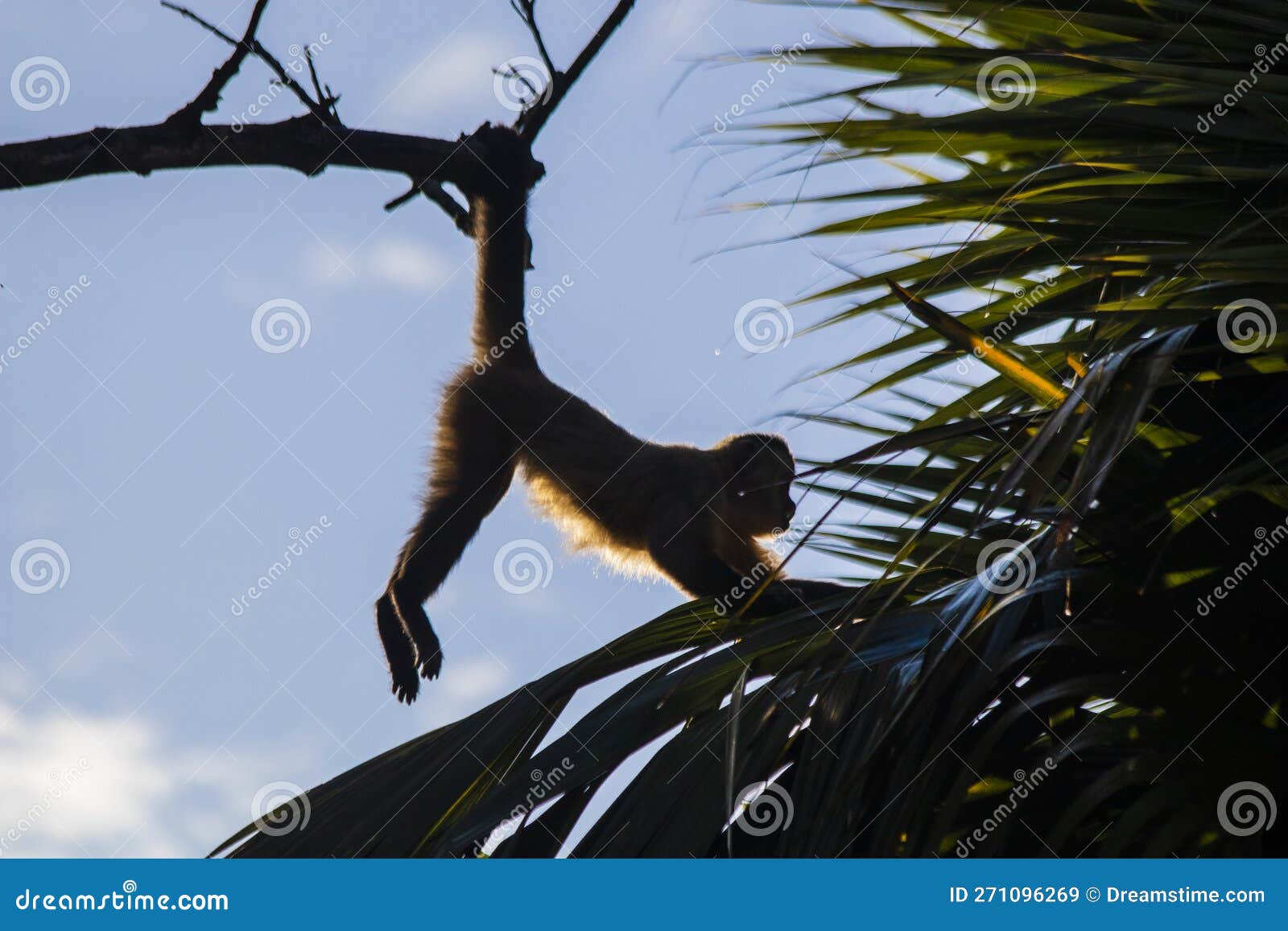 This Kind of Ape is Very Rare in Brazil. Stock Image - Image of twig ...